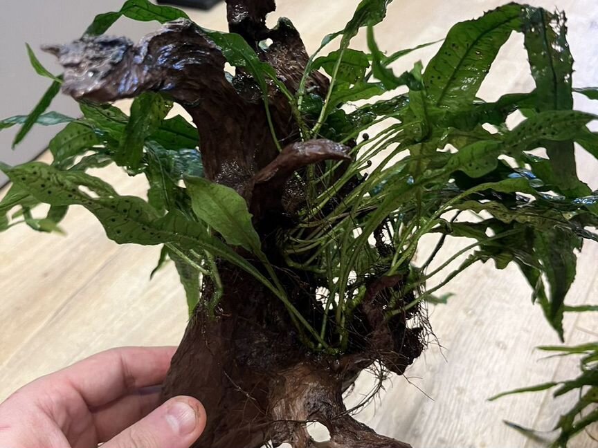 Коряга с Тайладским папоротником