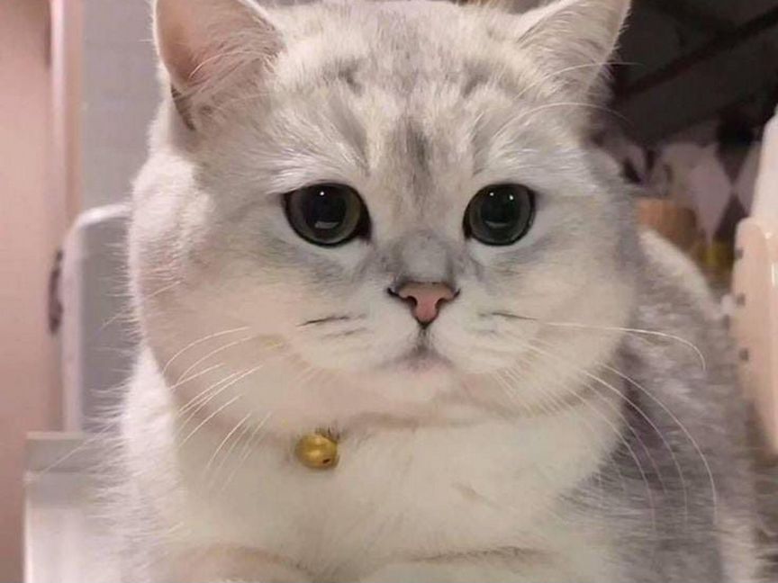 Котёнок шотландской шиншиллы