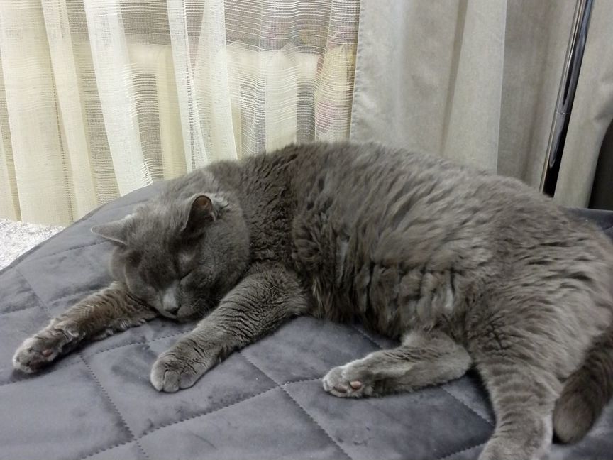 Кот Серёга ищет новый дом