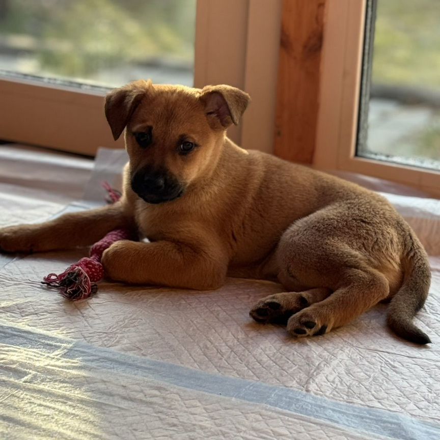 Щенок в добрые руки