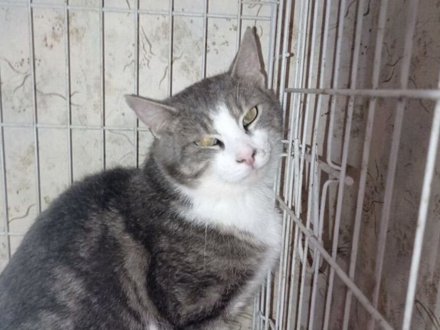 Крупный котик хочет найти дом