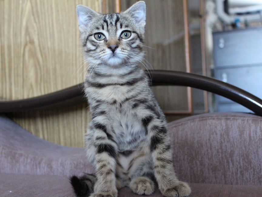 Котенок