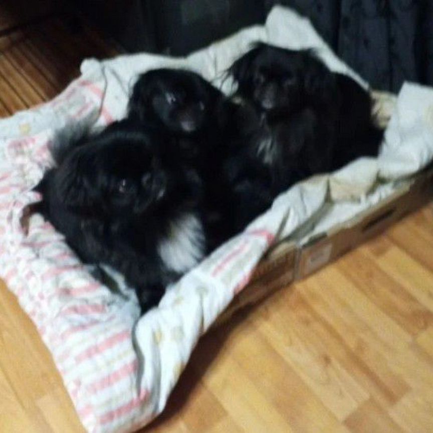 Пекинес, щенок