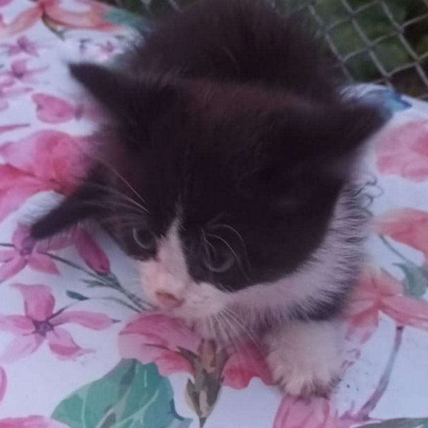 Кошка чёрно-белого окраса