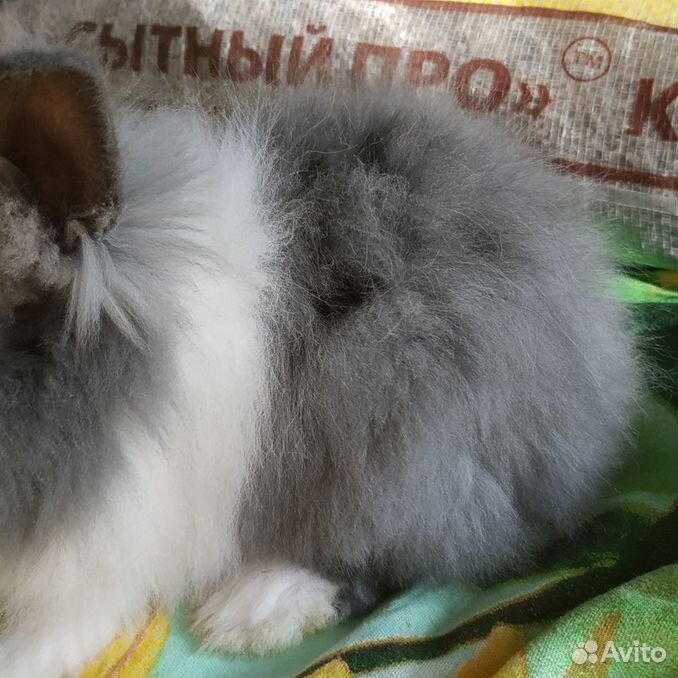 Карликовые зайки разных цветов