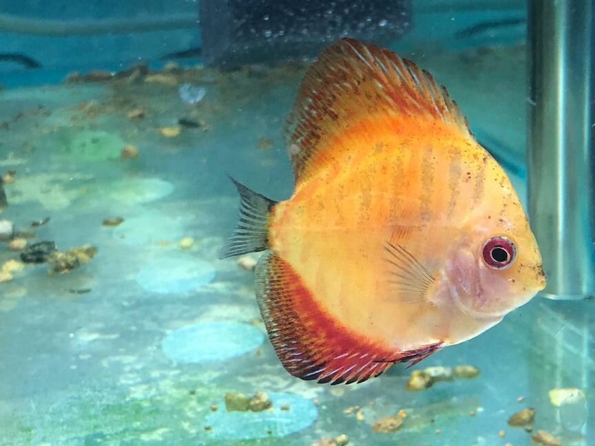 Аквариумные рыбки и растения