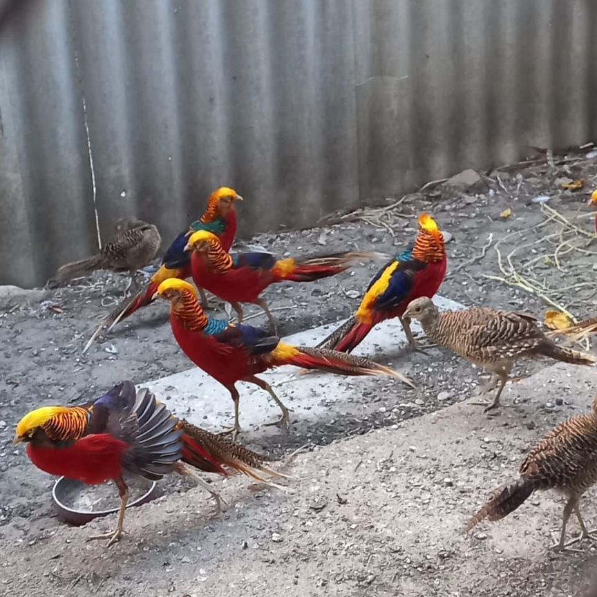 Самцы золотого фазана