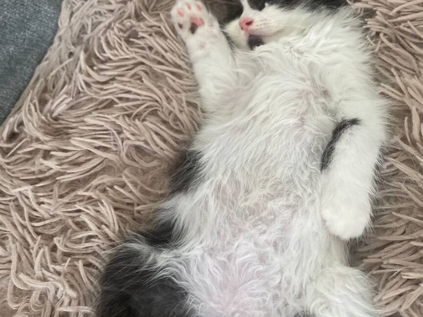 Котёнок в добрые руки