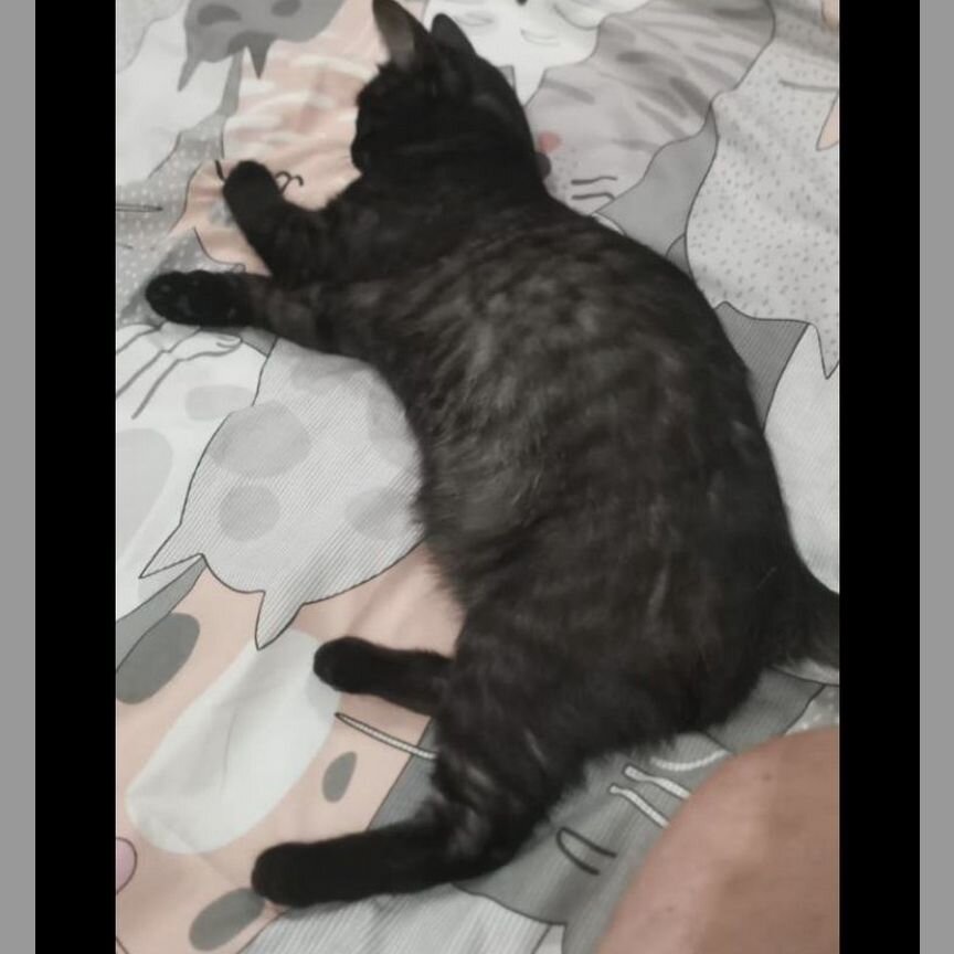 Кошка 2 года стерелизованна