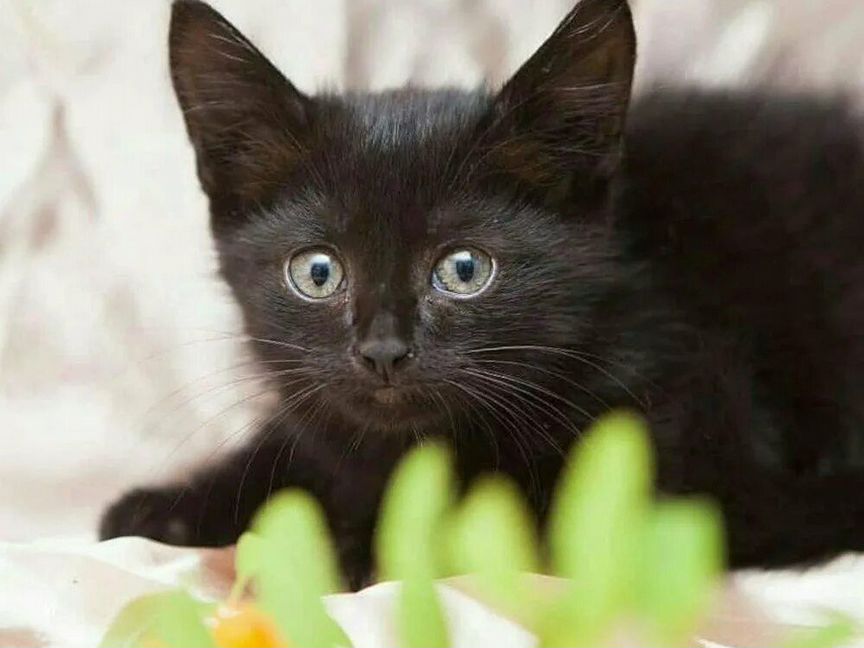 Очаровательный котёнок мальчик
