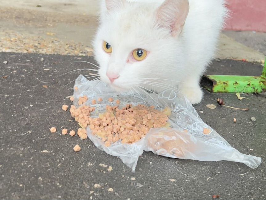 Кошка/кот