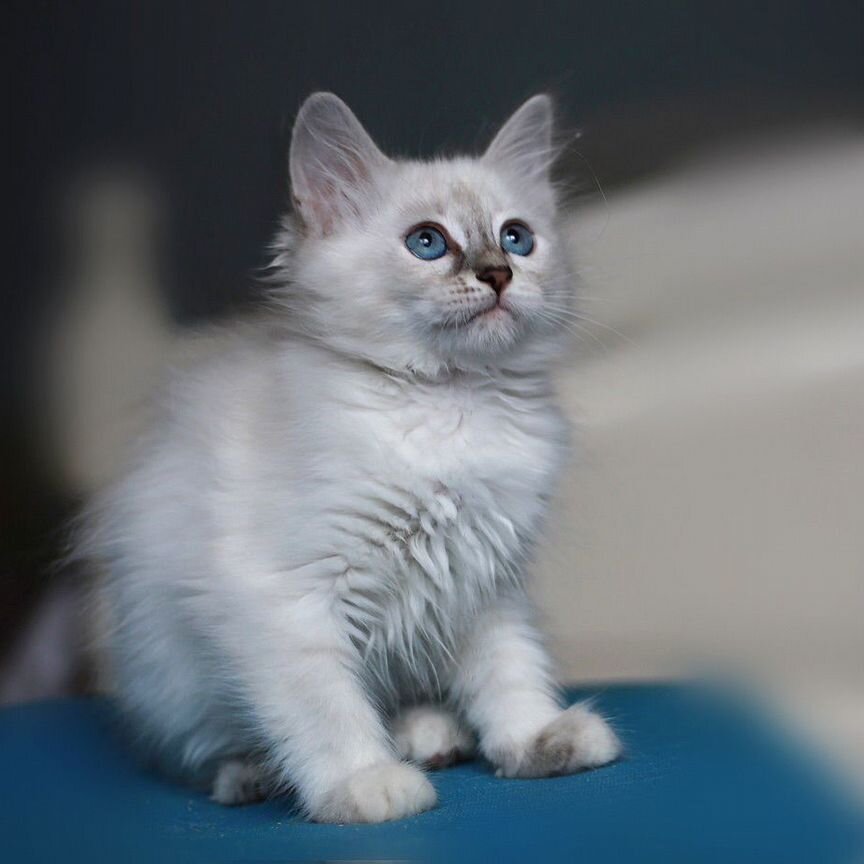 Невский маскарадный котик 12