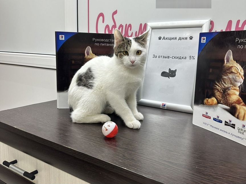 Кошечка в добрые руки