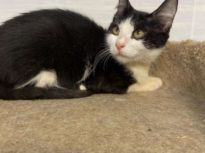 Котенок душевный