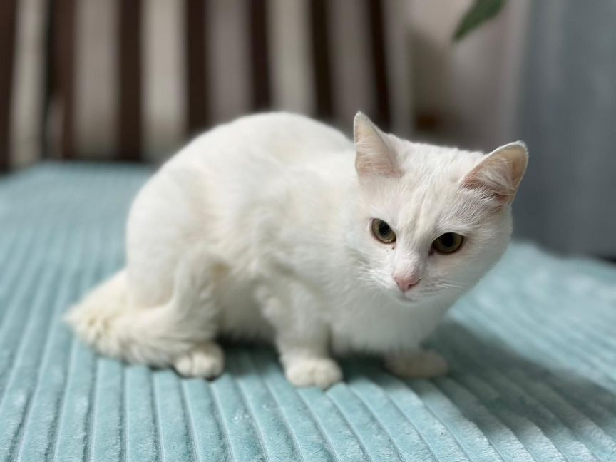 Кошечка Белла ждёт любящую семью