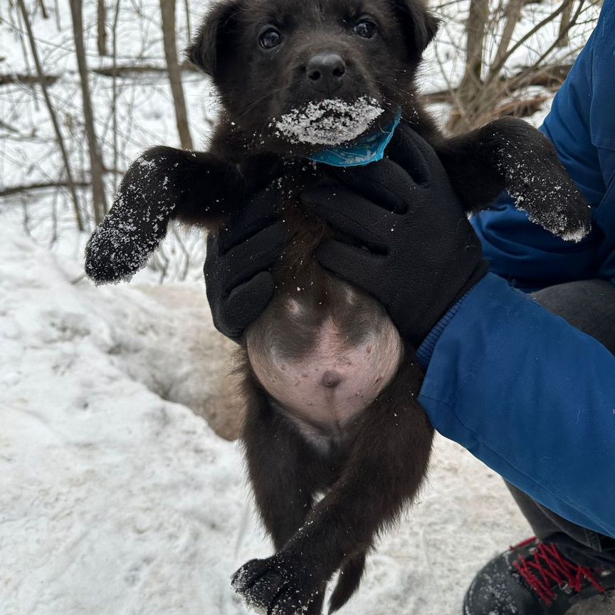 Щенки карапузики. В любящие руки