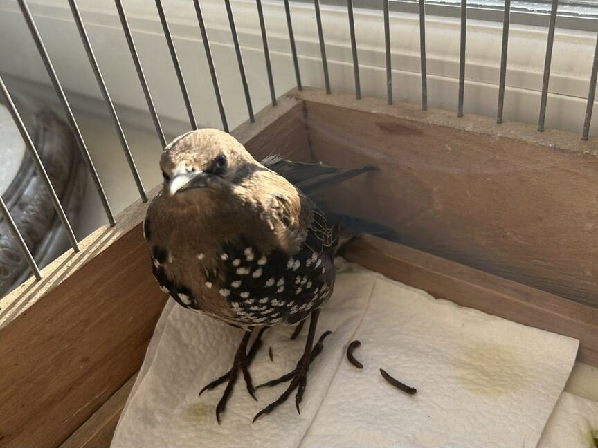 Скворец в добрые руки