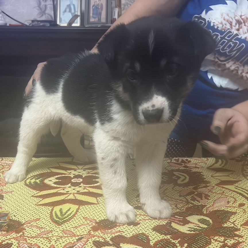 Щенок в добрые руки