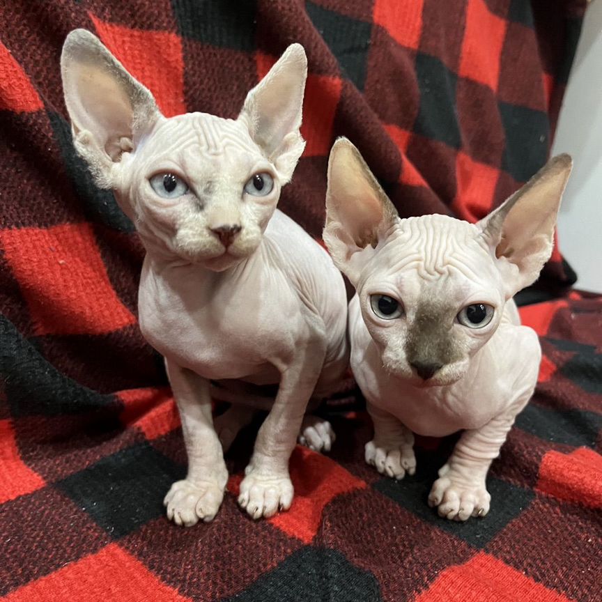 Канадский сфинкс