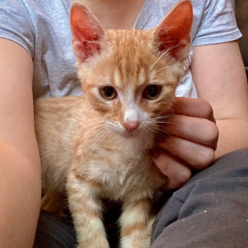 Котёнок в добрые руки