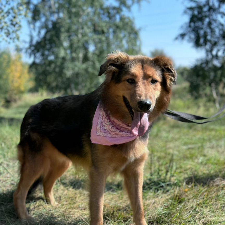 Гарик - пес из приюта