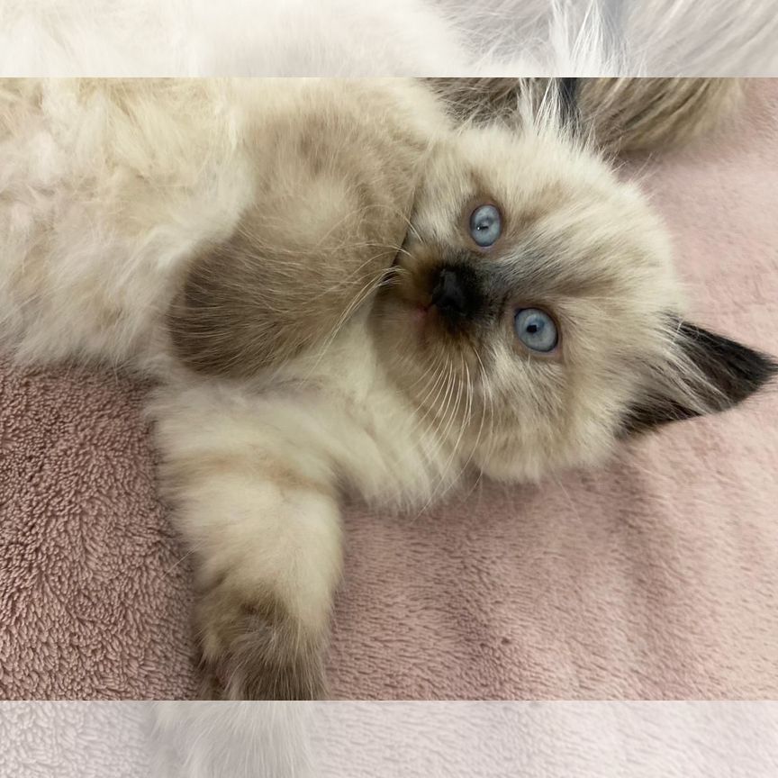 Невские-маскарадные котята