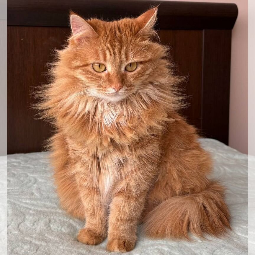 Норвежская лесная, взрослая кошка