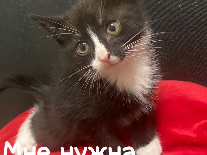 Котёнок марк, 2 мес., чёрно-белый