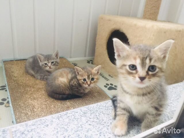 Разноцветные котята