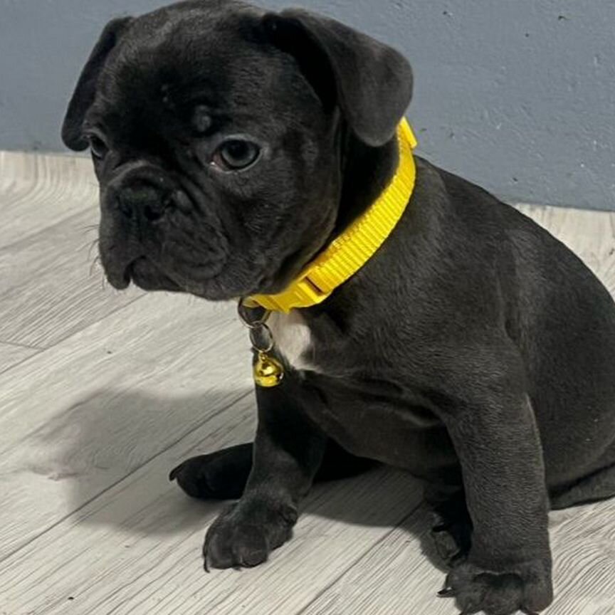 Французский бульдог