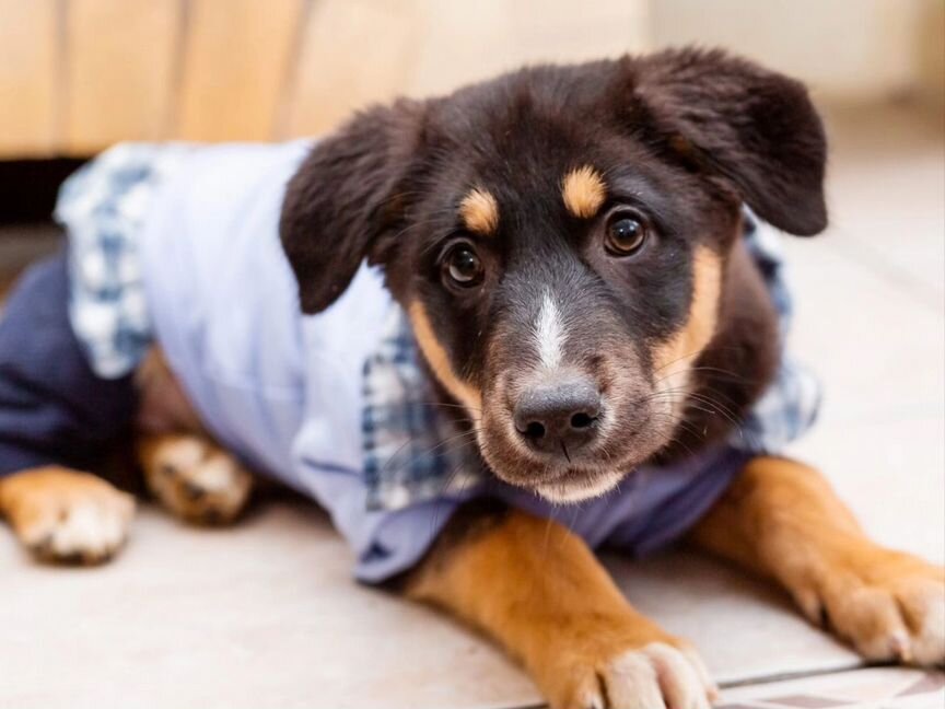 Щенок в добрые руки бесплатно