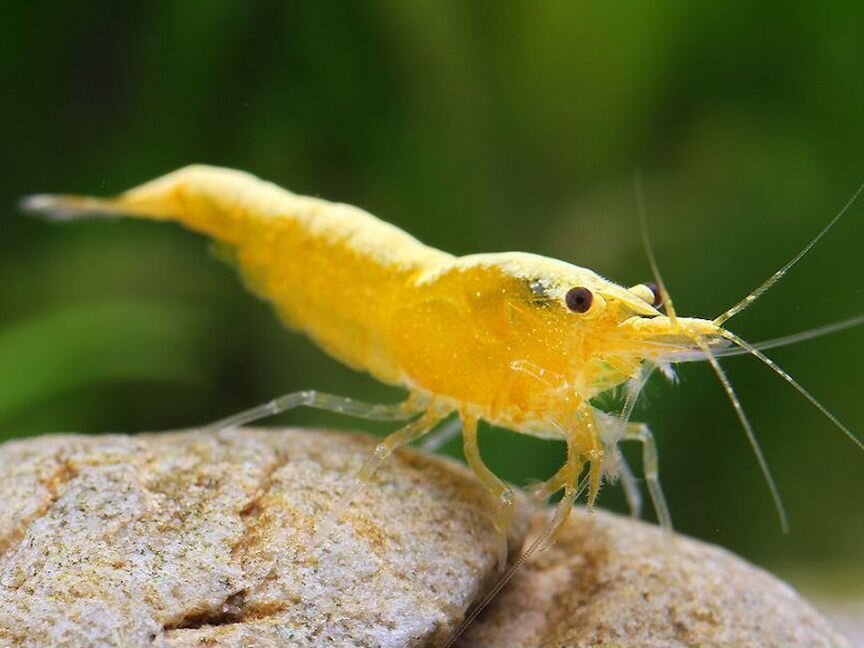 Креветка жёлтая неоновая