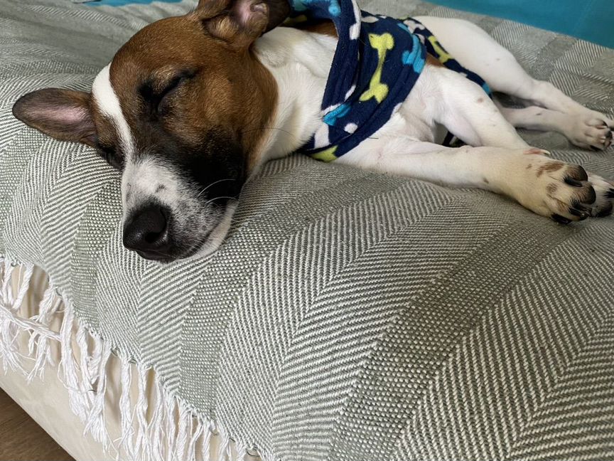 Щенок джек рассел терьер