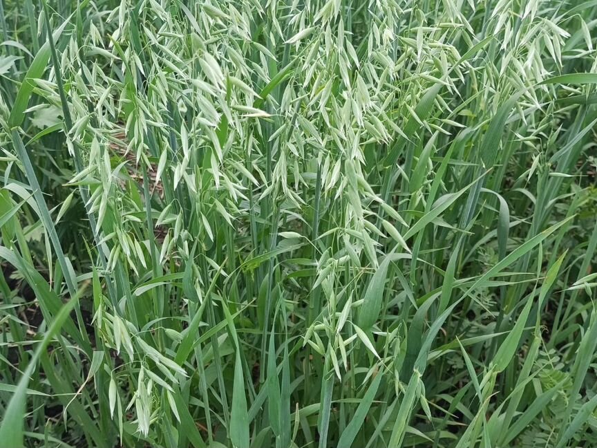 Сено вико-овëс