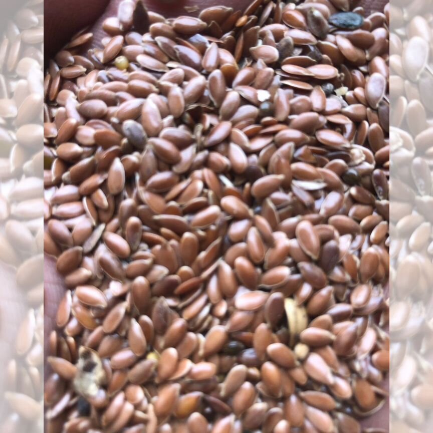 Семена льна