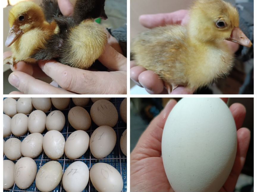 Яйцо гусиное, Яйцо Индоутки