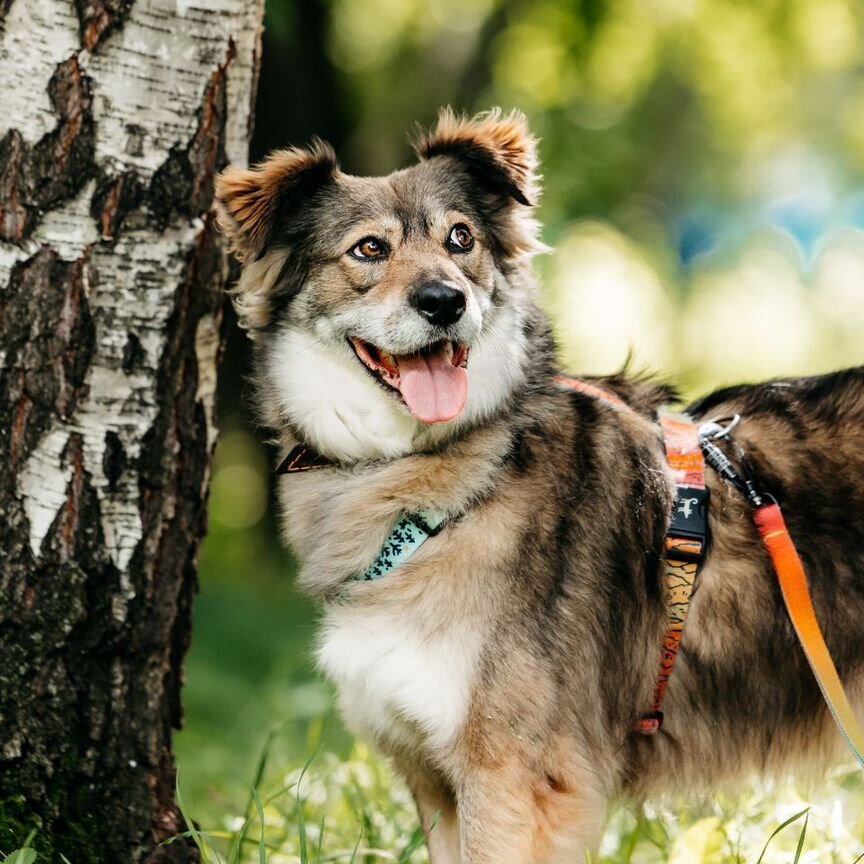 Небольшая пушистая собака в добрые руки