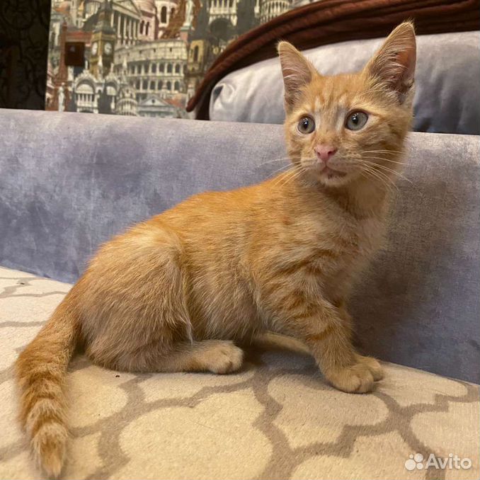 Мальчик Манчкин мама 2 мес