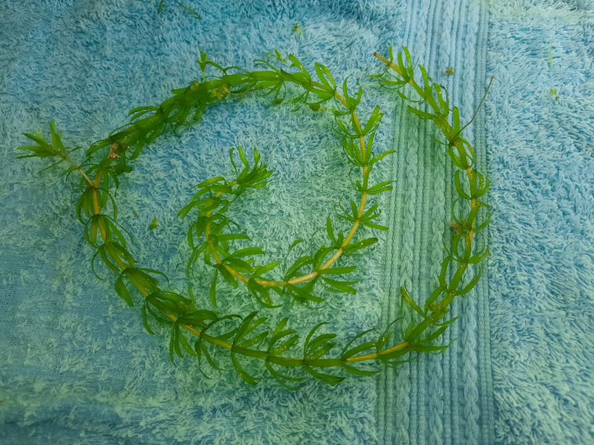 Элодея Канадская