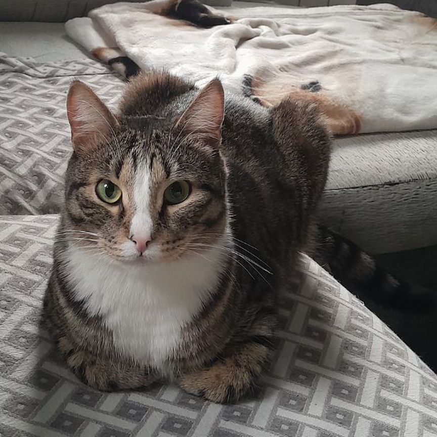 Взрослый кот в добрые руки