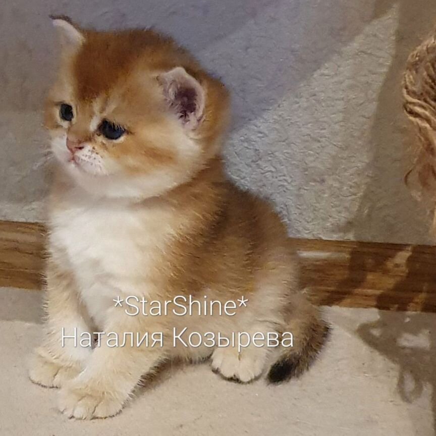 Британский короткошёрстный котёнок