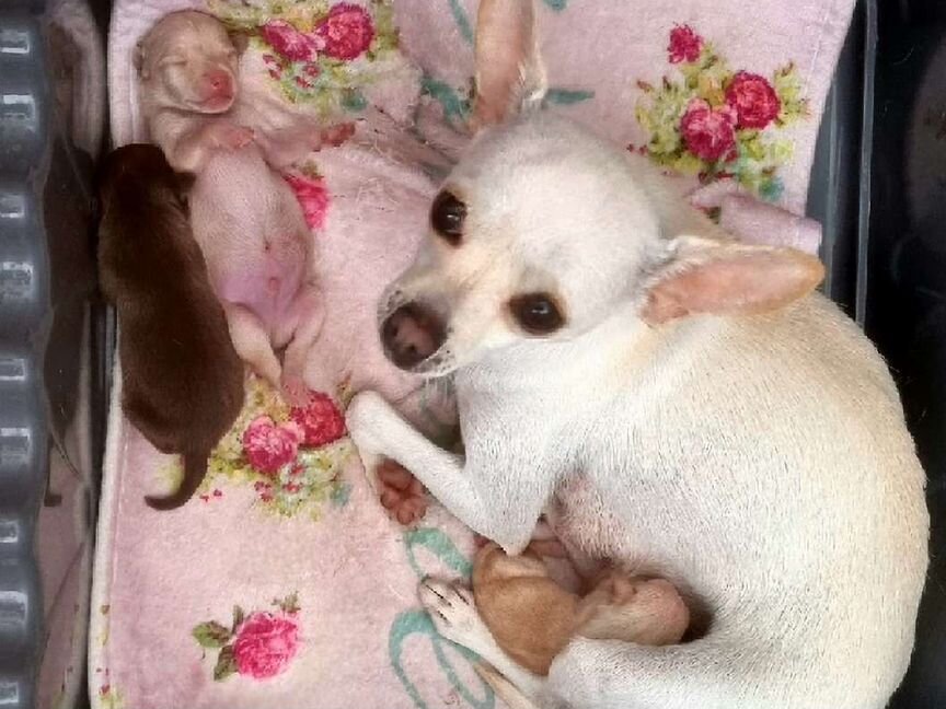 Щенки русский той-терьер бронь