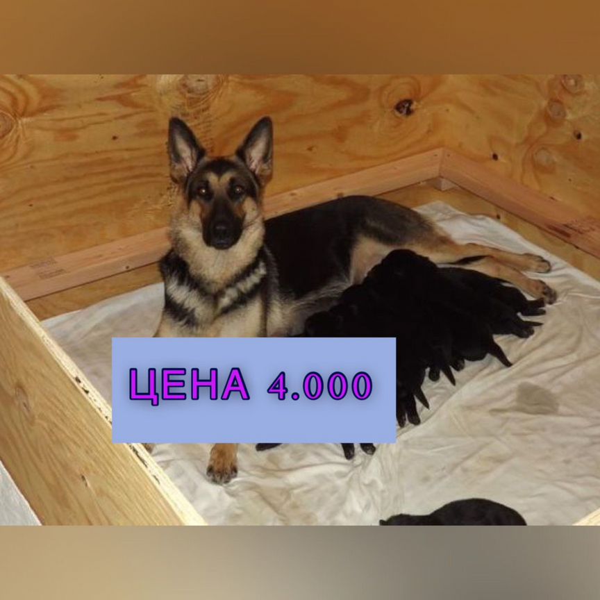Щенки немецкой овчарки
