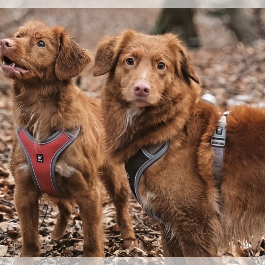 Шлейка Hurtta Adventure Harness