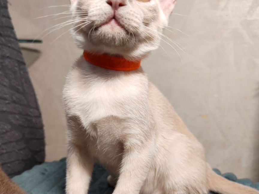 Лиловые бурмы /3 прививки, родословная, договор