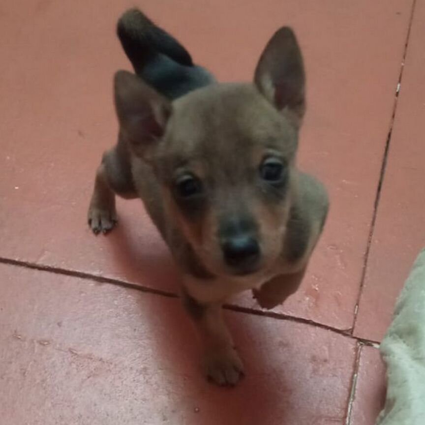 Цвергпинчер, щенок