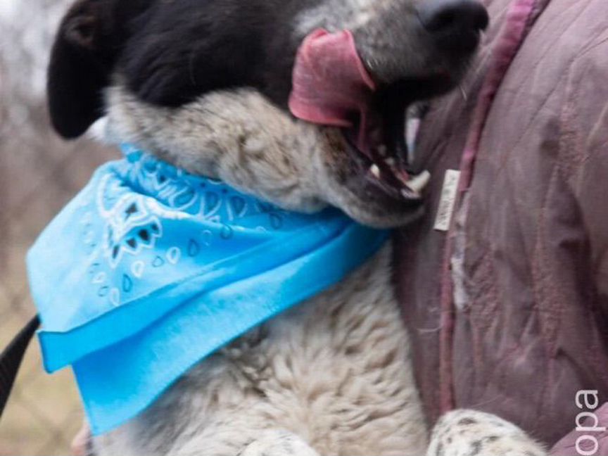 Собака из приюта в добрые руки. Жорик