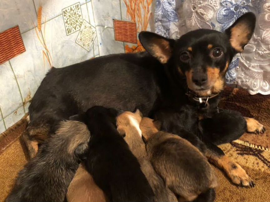 Карликовый пинчер