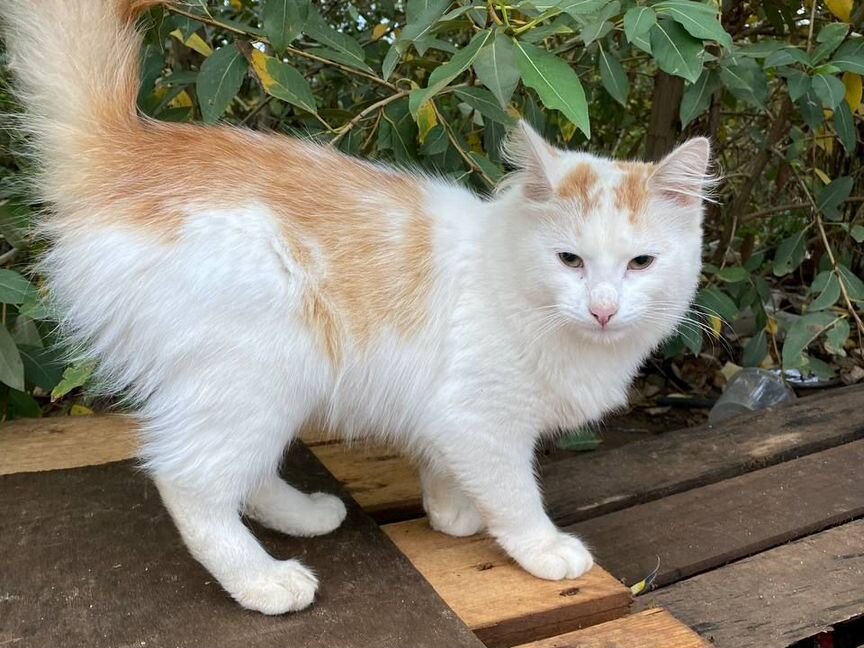 Кошки бесплатно