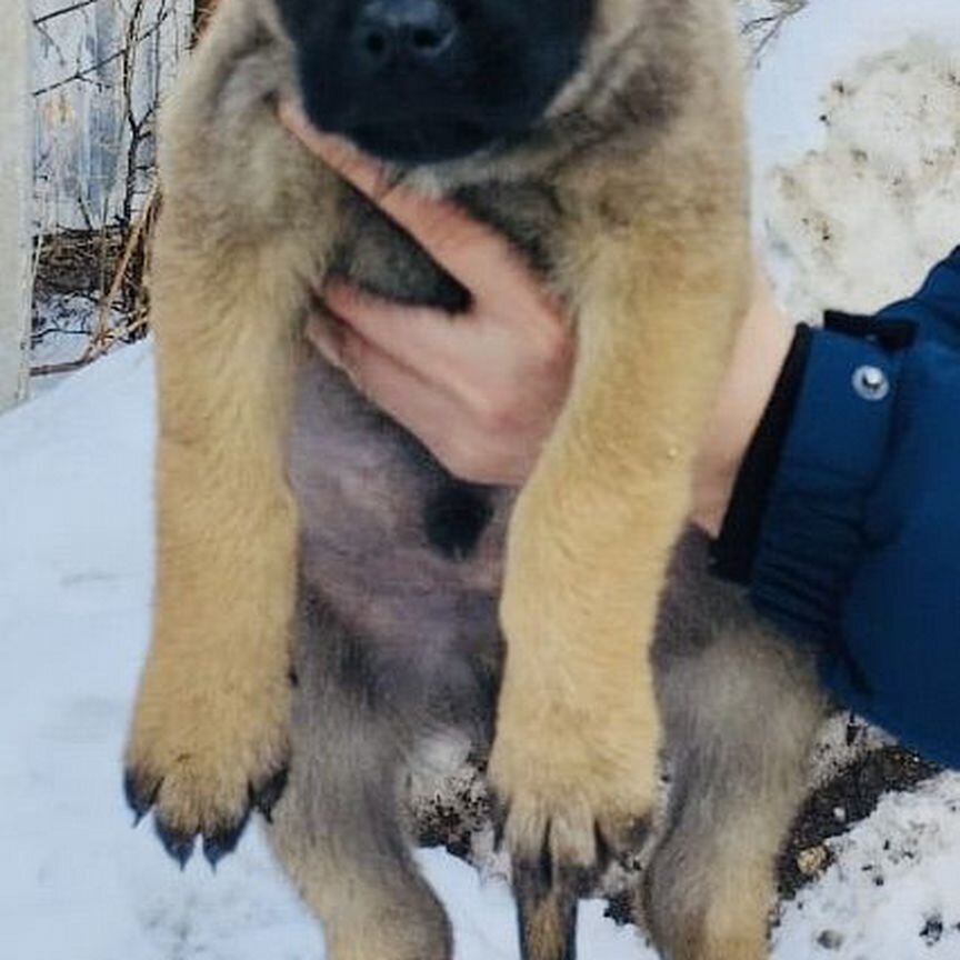 Будущие охранники ждут вам. щенки